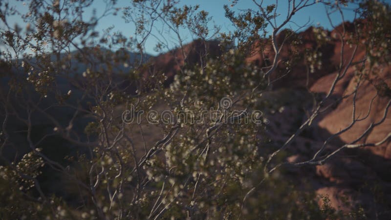 Plant Moving in the Wind with Mountains in the Background. Stock ...