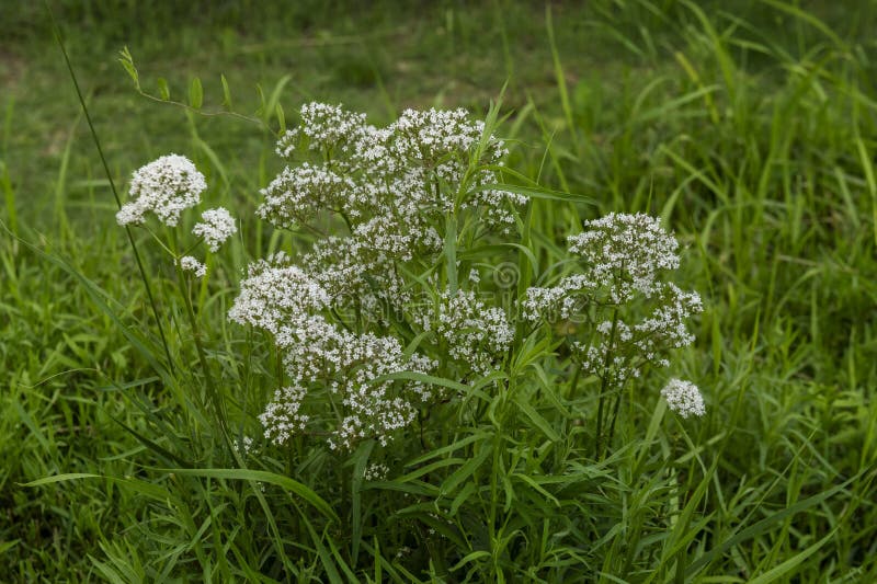 A Nice Bunch of Wild Flowers Growing Amongst Stock Photo - Image of ...