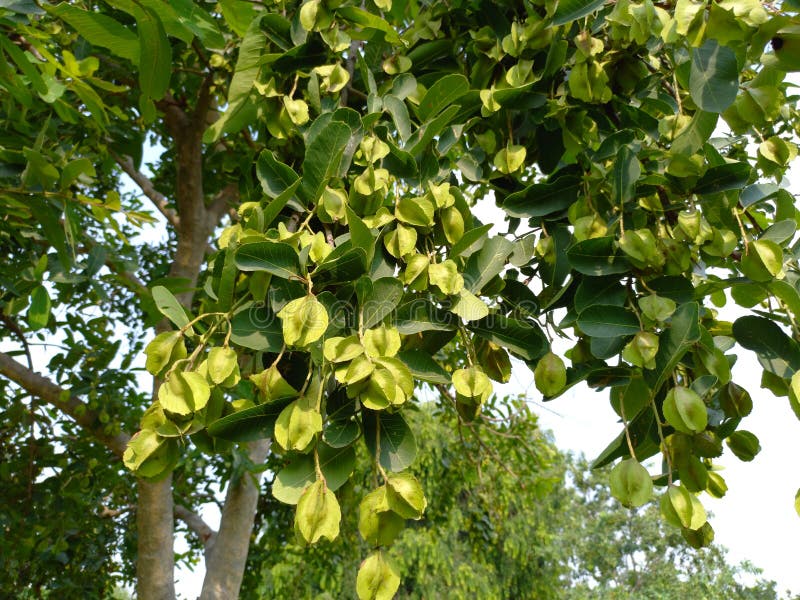 Plant name is arjuna stock image. Image of chhal, gach - 225122823