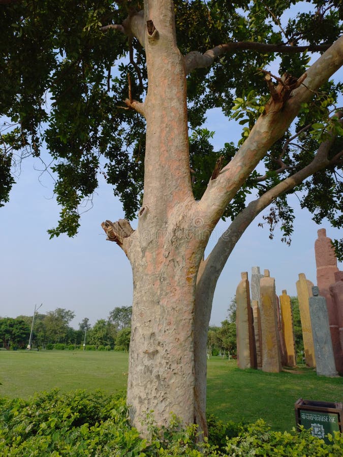 Plant name is arjuna stock image. Image of autumn, name - 225122867