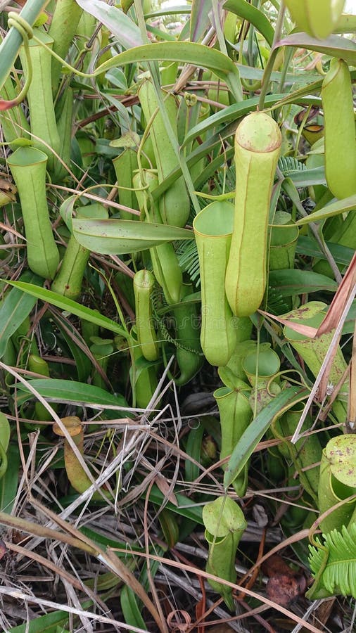 Semar Life Stock Photos - Free & Royalty-Free Stock Photos from Dreamstime