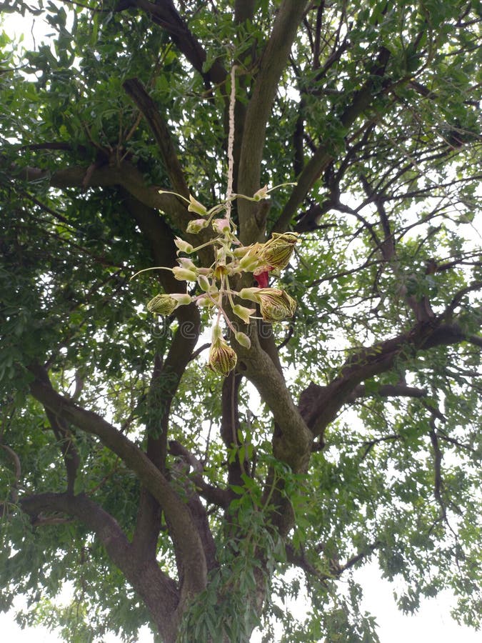 314 Kheera Stock Photos - Free & Royalty-Free Stock Photos from Dreamstime