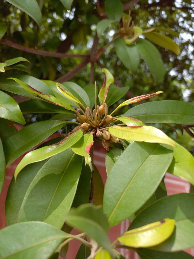 Chikku Tree Stock Photos - Free & Royalty-Free Stock Photos from Dreamstime