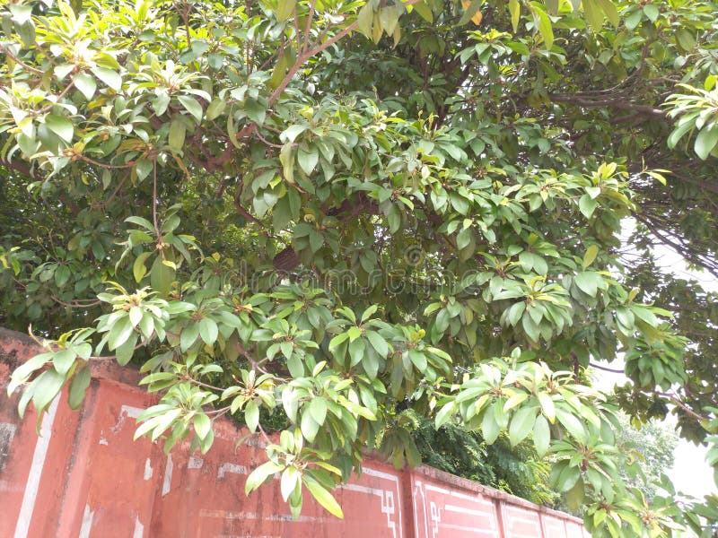 Chikku plant stock image. Image of evergreen, berry - 258572013