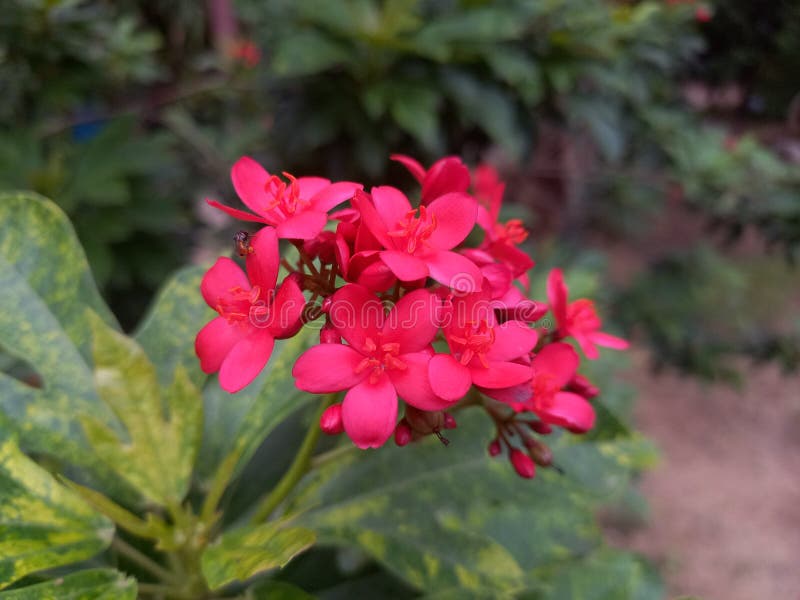 Mizo Flower Stock Photos - Free & Royalty-Free Stock Photos from Dreamstime