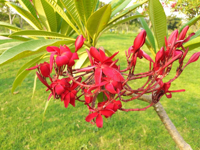 Red champa, stock image. Image of jaipur, branch, indian - 252909369