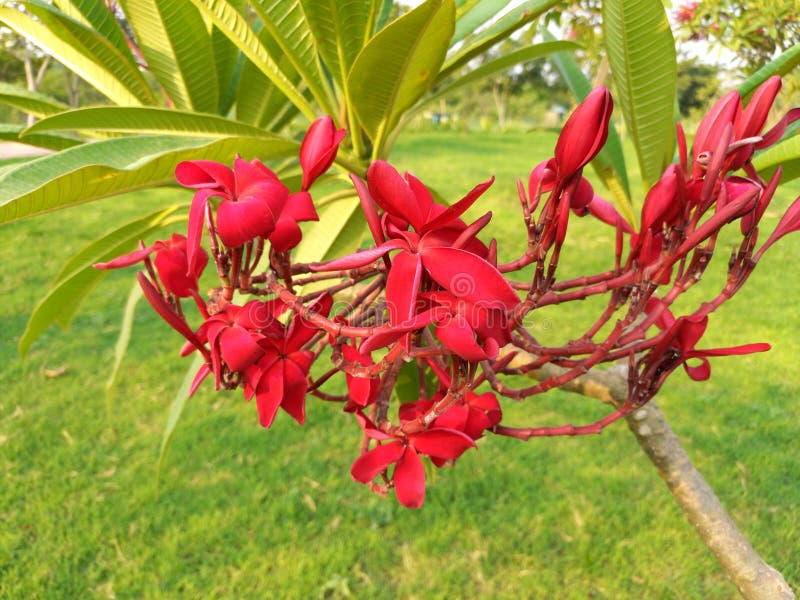 Red champa, stock image. Image of champa, indian, jaipur - 252909379
