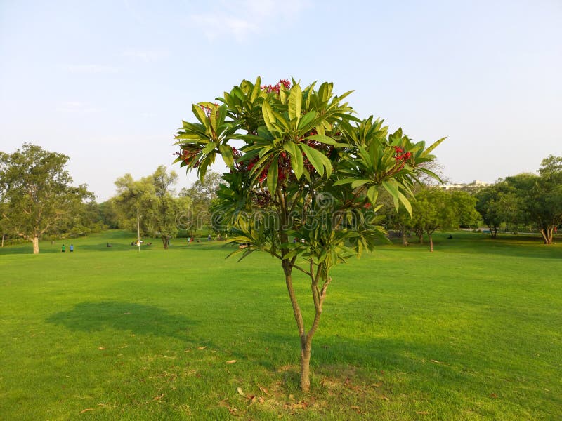 Redfrangipani Stock Photos - Free & Royalty-Free Stock Photos from ...