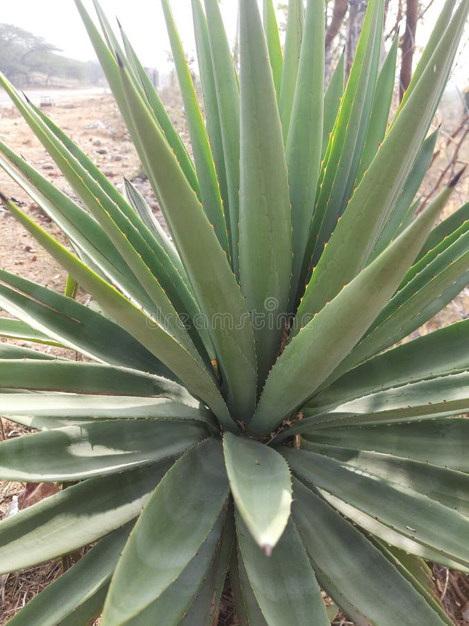 Plant of Natural Natural Aloe Vera. Stock Image - Image of tree, branch ...