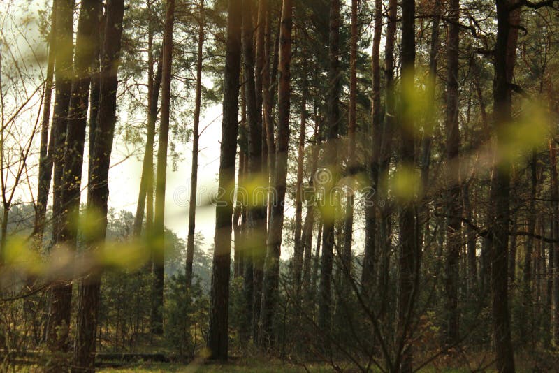 Plant stock photo. Image of environmental, flowers, natural - 65389640