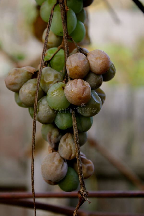 Plant stock photo. Image of nature, element, tree, forms - 65389742