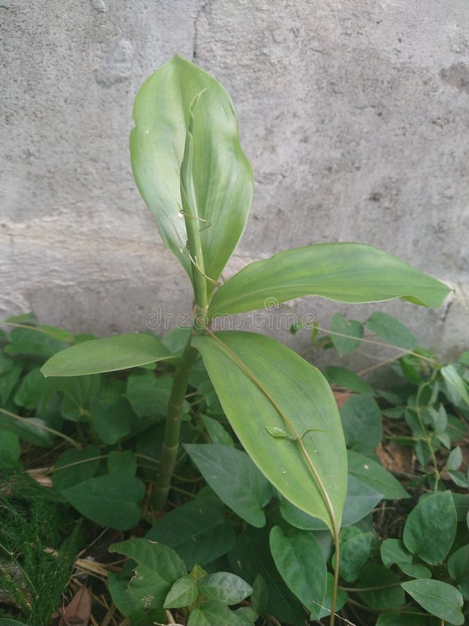 Plant Nature Growing Outdoors Outside Greenery Vines Stock Photo ...