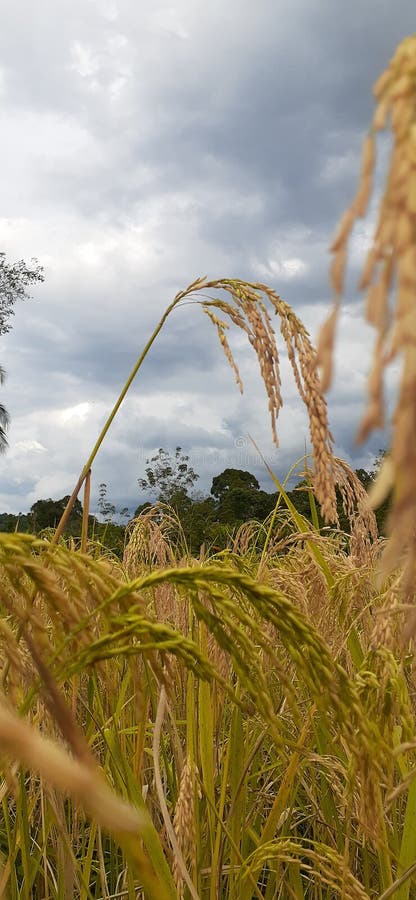 Plant nature tree rice stock image. Image of leaf, branch - 222129863