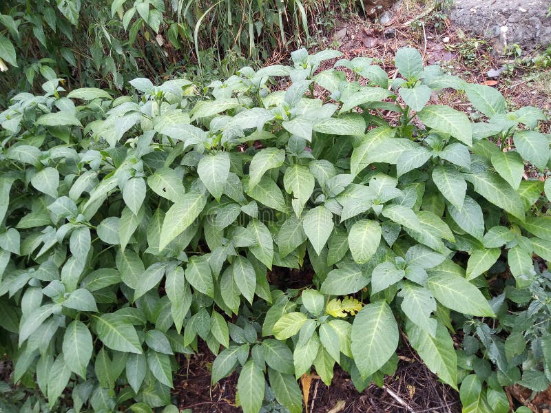 Nechar Photos - Free & Royalty-Free Stock Photos from Dreamstime