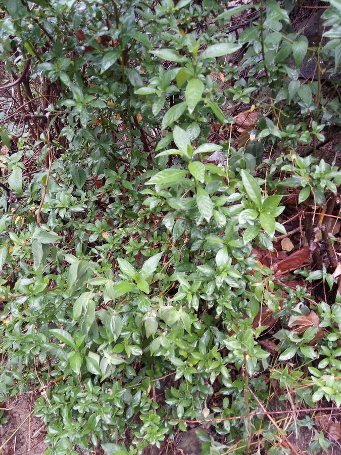 Plant Nechar Stock Photos - Free & Royalty-Free Stock Photos from ...