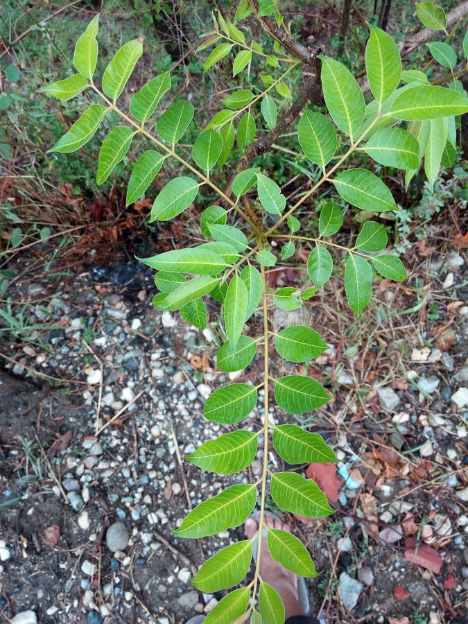 Nechar Stock Photos - Free & Royalty-Free Stock Photos from Dreamstime