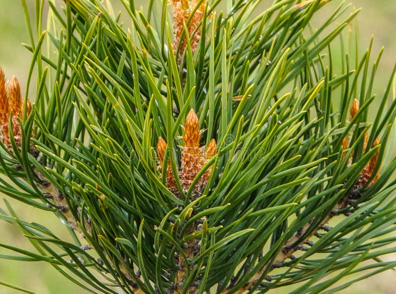 Plant needles tree stock photo. Image of leaf, leaves - 79672386
