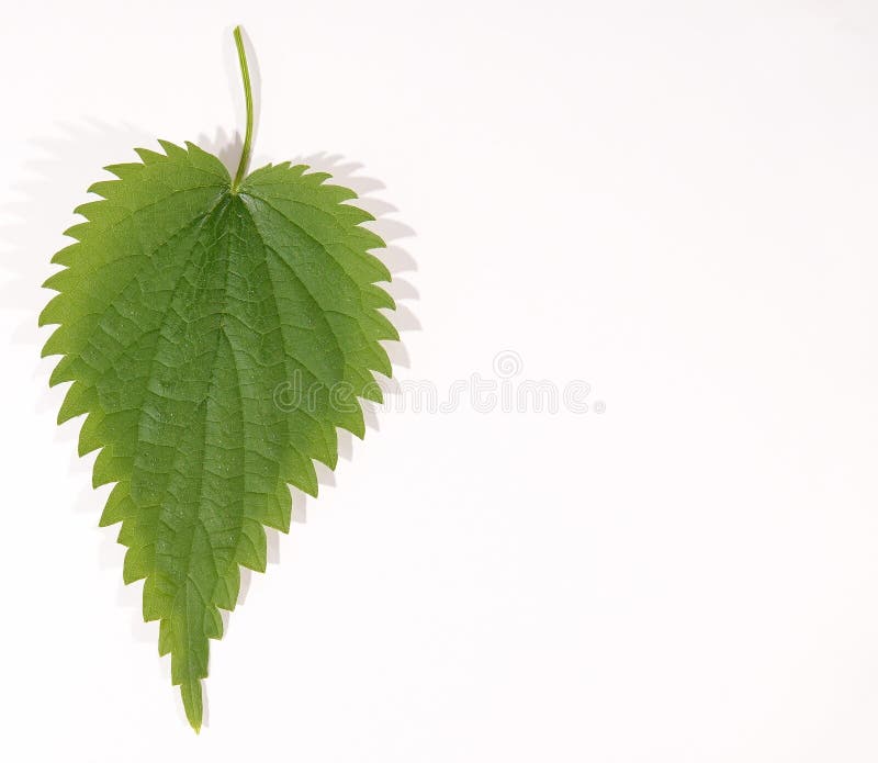 Plant Nettle Branch with Needles Stock Photo - Image of branches ...