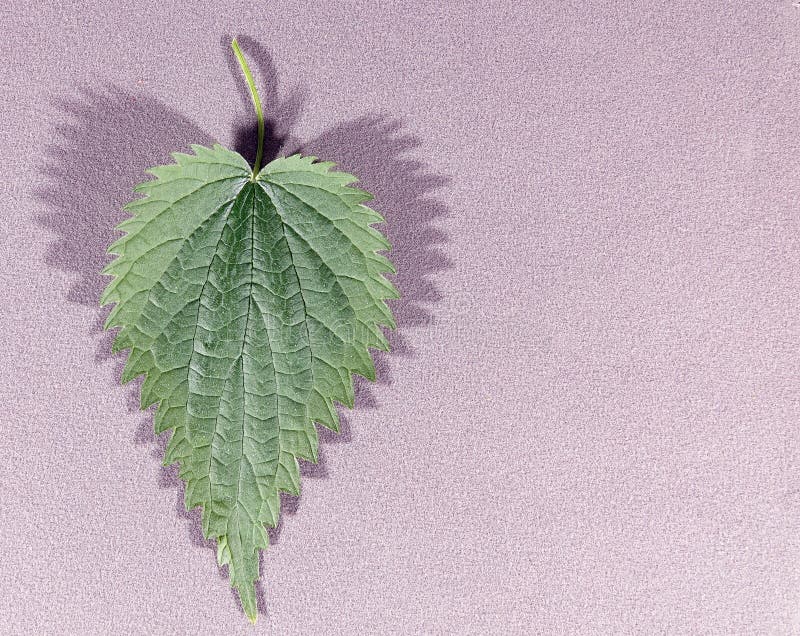 Plant Nettle Branch with Needles Stock Image - Image of nettle, spring ...