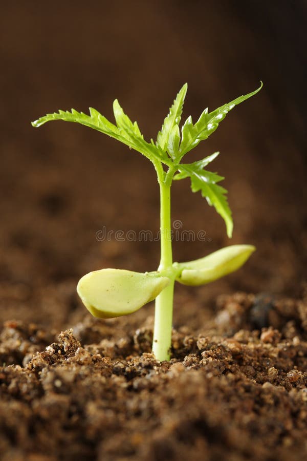New plant stock image. Image of fragility, foliage, plant - 12873171