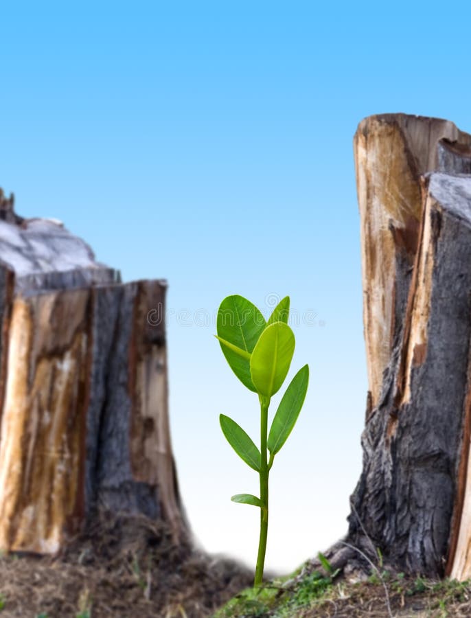 Plant new tree stock photo. Image of growth, environment - 14495724