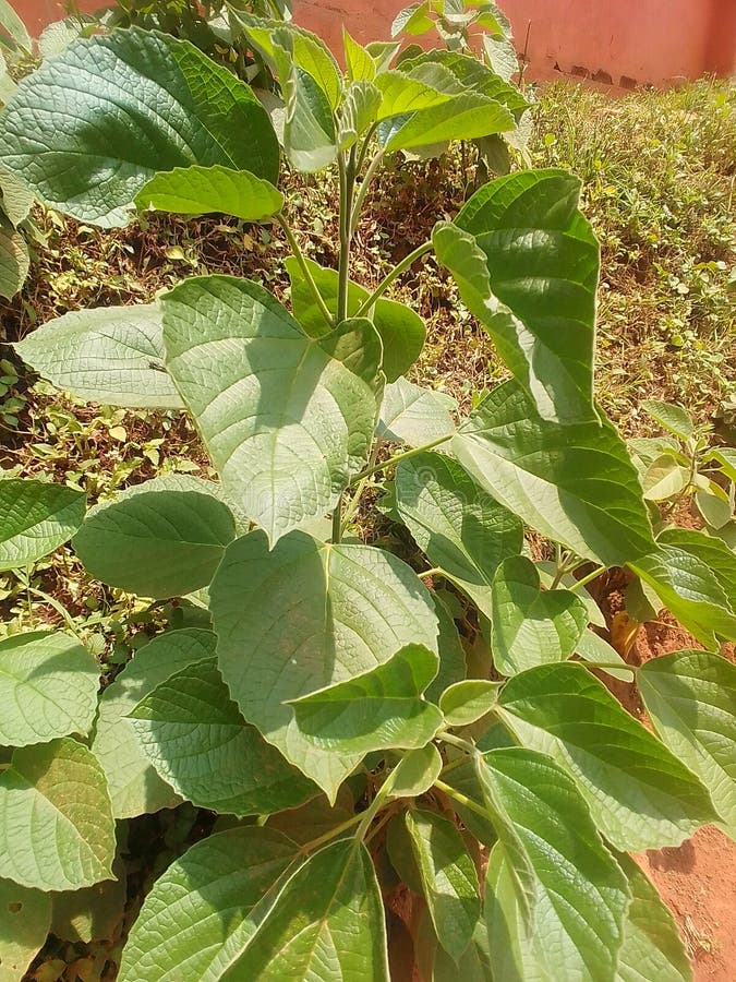 A Plant with Nice Looking Leaves Stock Photo - Image of nature, green ...