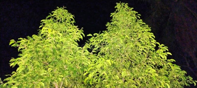 Plant night view stock photo. Image of night, leaf, view - 182998524