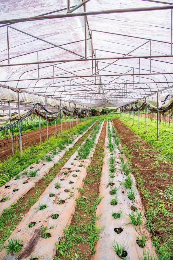 Plant Nurseries on Mountain Stock Photo - Image of hill, green: 176012826