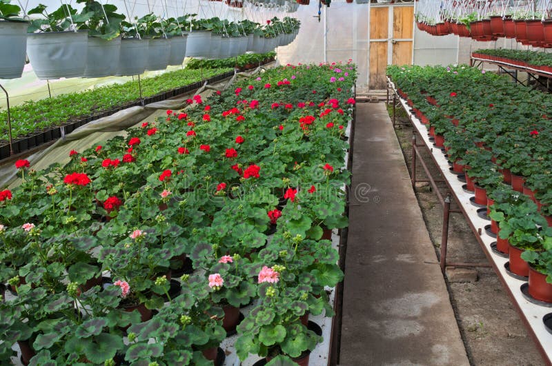 Plant Nursery in Greenhouse Stock Photo - Image of nursery, green: 98357730