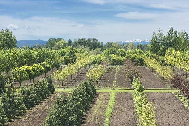 Plant Nursery stock image. Image of natural, pine, agriculture - 31377809