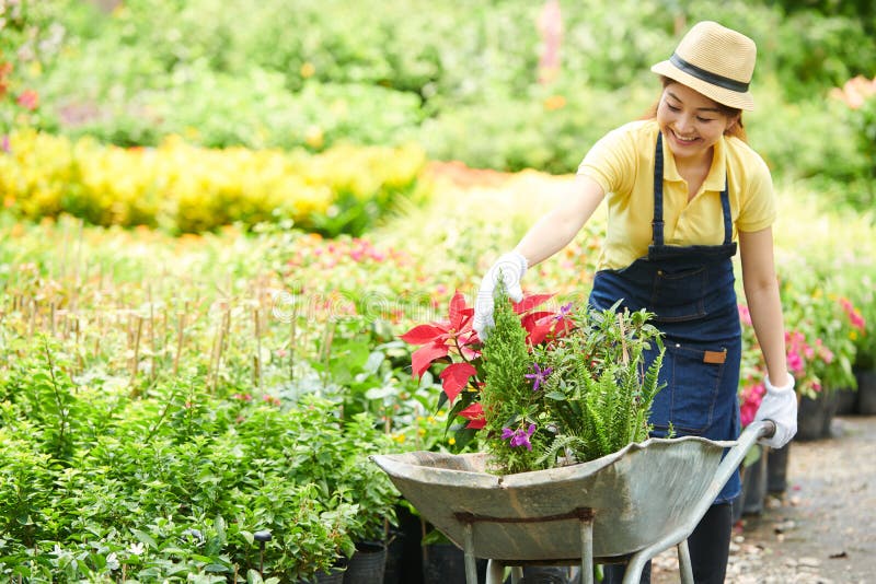 Plant Nursery Worker Pushing Wheelbarrow Stock Image - Image of ...