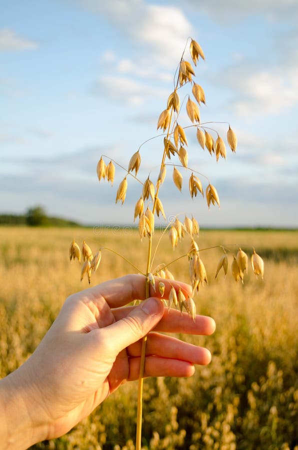 Plant Oats in hand stock image. Image of farmer, light - 96737837