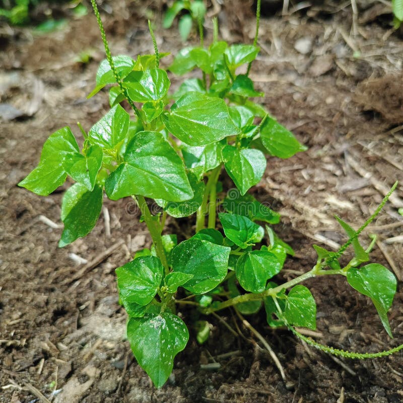 The Plant is Often Called Chinese Betel Stock Image - Image of chinese ...