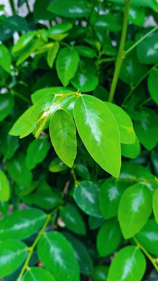 This Plant is Often Called Katuk in Indonesia Stock Image - Image of ...