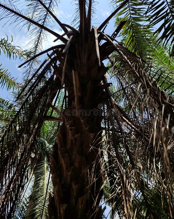 Plant : old palm tree stock image. Image of trunk, garden - 376523943