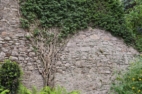 The plant on the old wall stock photo. Image of green - 403209374