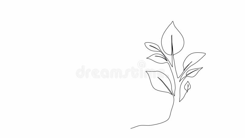 Plant, One Line Drawing Animation. Video Clip with Alpha Channel. Stock ...
