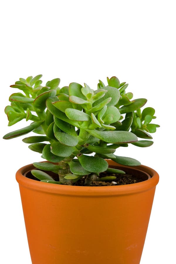 Plant in orange pot stock image. Image of decoration - 12697009
