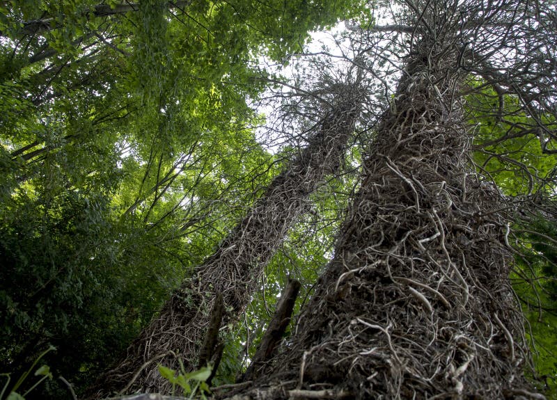 Plant over the tree stock image. Image of landscape, environment - 99291379