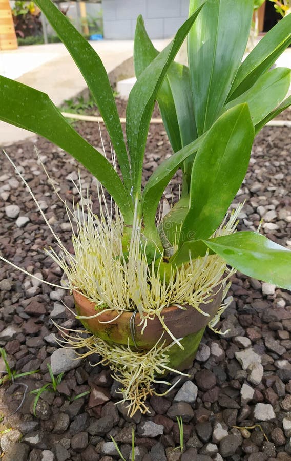 Plant with overgrown roots stock image. Image of rootd - 250595239