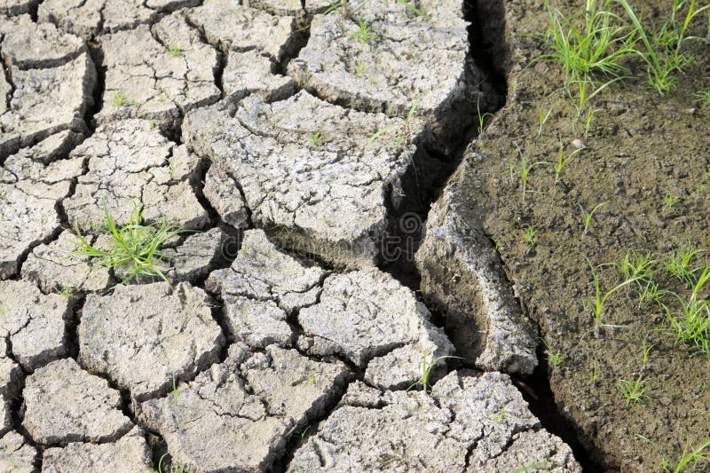 Plant and parched land stock image. Image of geology - 371068339