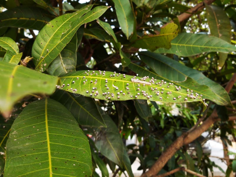 Plant Pathology,Gall Midge in Mango Leaf Stock Image - Image of ...