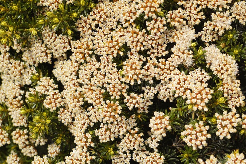 Plant pattern stock image. Image of growing, photoshop - 53988455