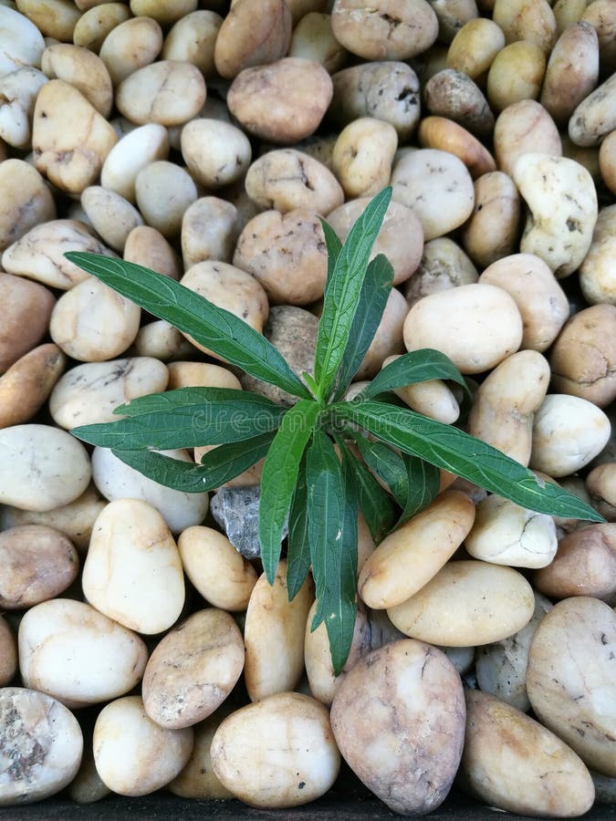 Pebble Plant, a Mine of Gravel, Heaps, Machines, Production in a Winter ...