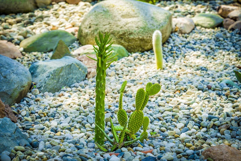 Plant, Pebble, Grass, Seaweed Picture. Image: 113738446