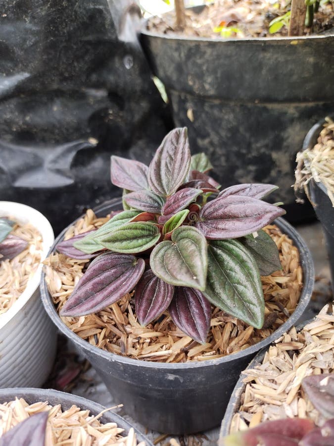 Plant Peperomia Caperata, Can Be Interpreted Indefinitely Stock Photo ...