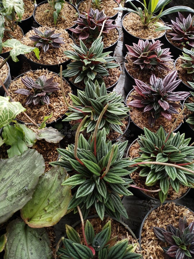 Plant Peperomia Caperata, Can Be Interpreted Indefinitely Stock Image ...