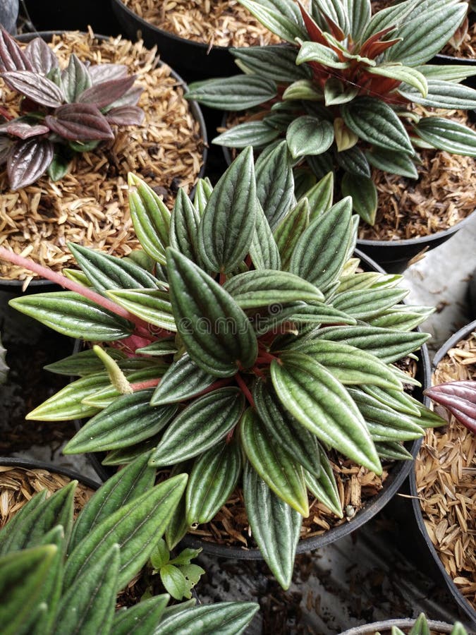 Plant Peperomia Caperata, Can Be Interpreted Indefinitely Stock Photo ...