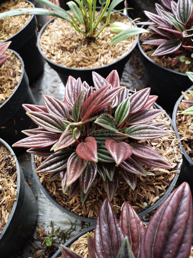 Plant Peperomia Caperata, Can Be Interpreted Indefinitely Stock Image ...