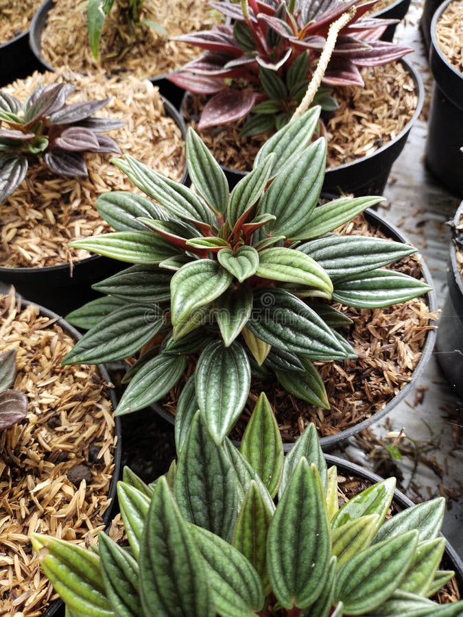 Plant Peperomia Caperata, Can Be Interpreted Indefinitely Stock Image ...